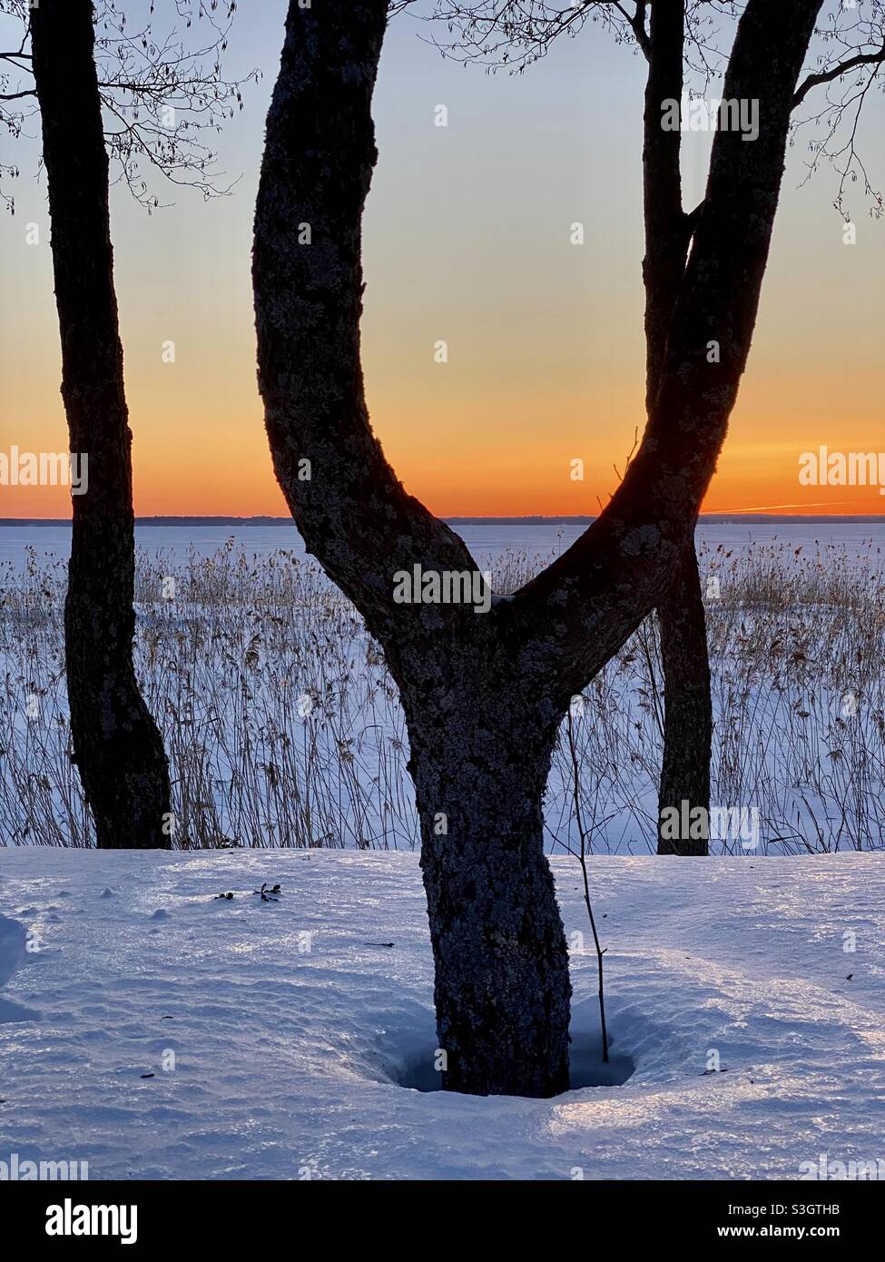 Cold trees hi-res stock photography and images - Alamy