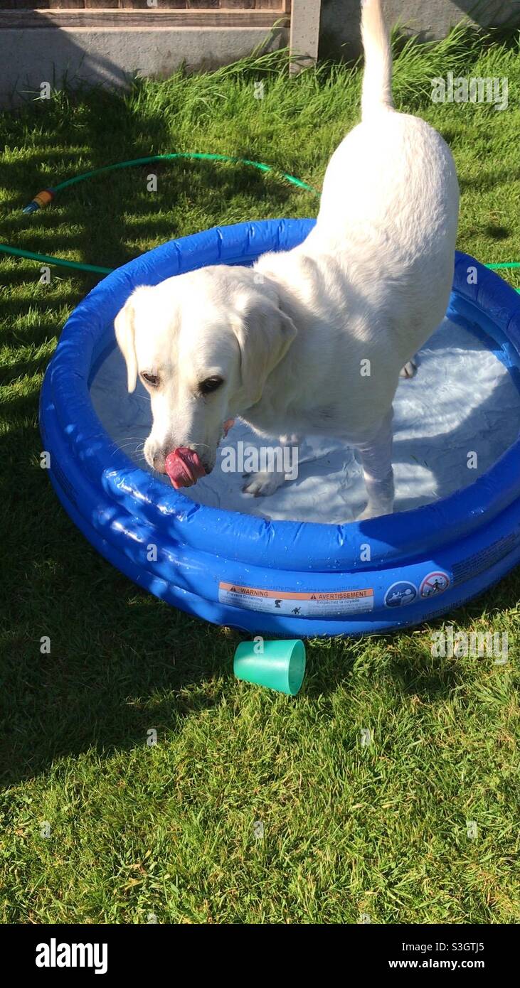 Labrador cooling hi-res stock photography and images - Alamy