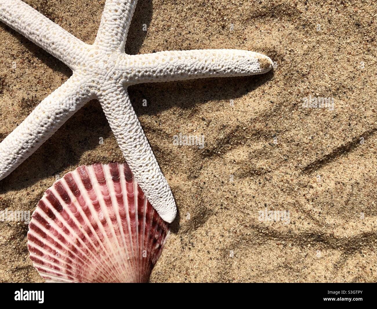 Starfish and seashell on the beach Stock Photo - Alamy