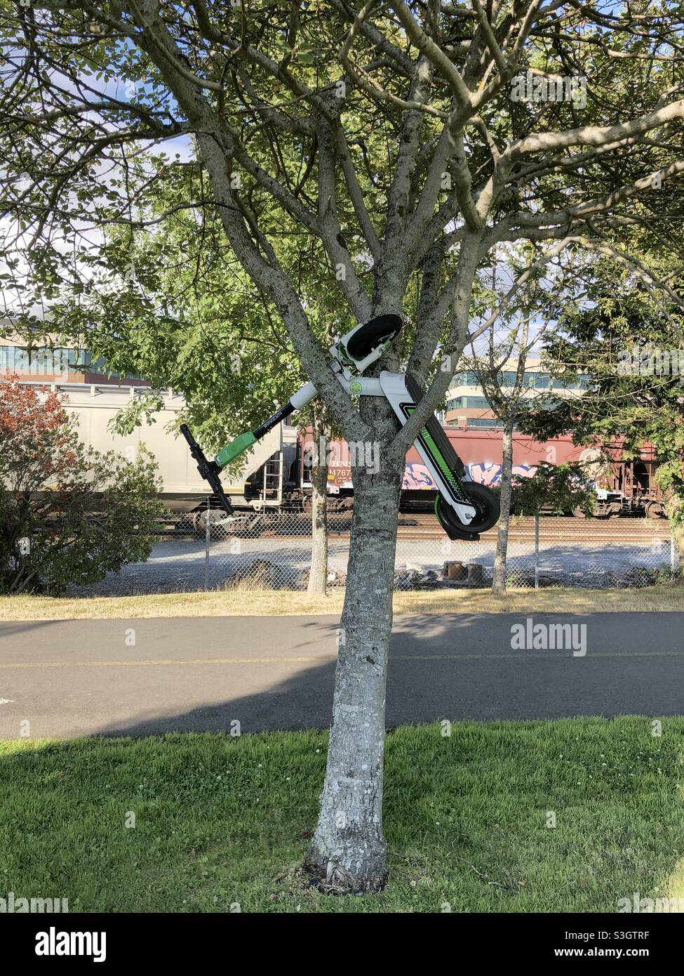 Seattle, USA, 21st July, 2021. A rideshare Lime scooter in a tree in ...