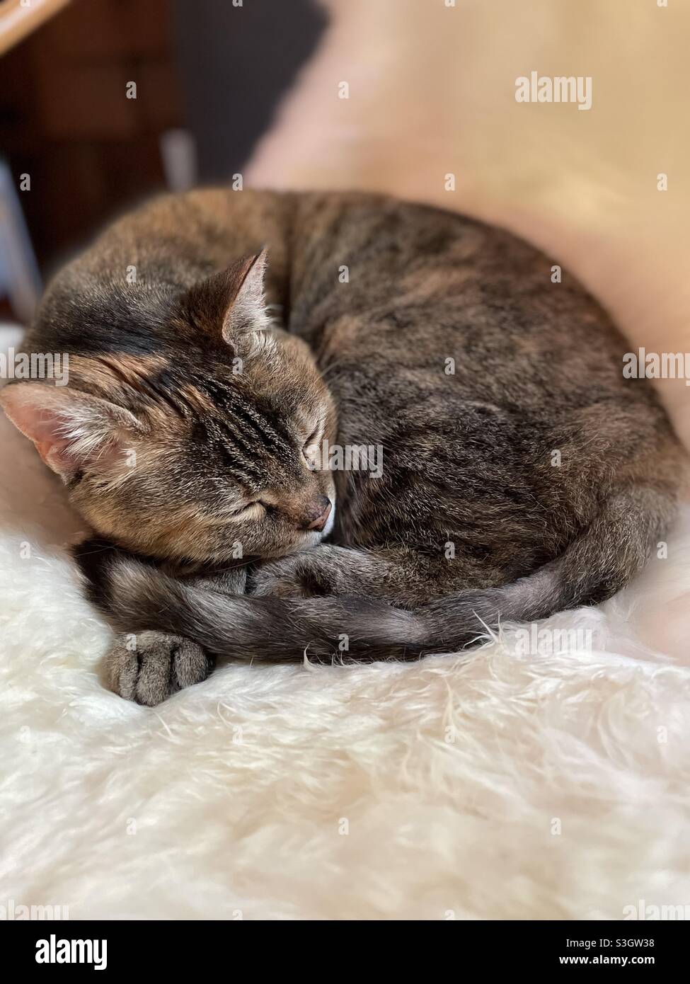 Cozy cat hi-res stock photography and images - Alamy
