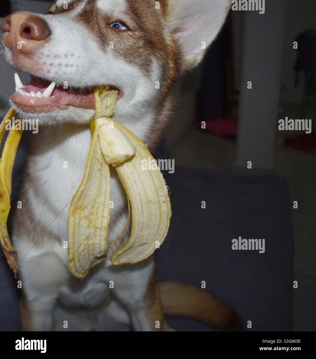 Quila hi-res stock photography and images - Alamy