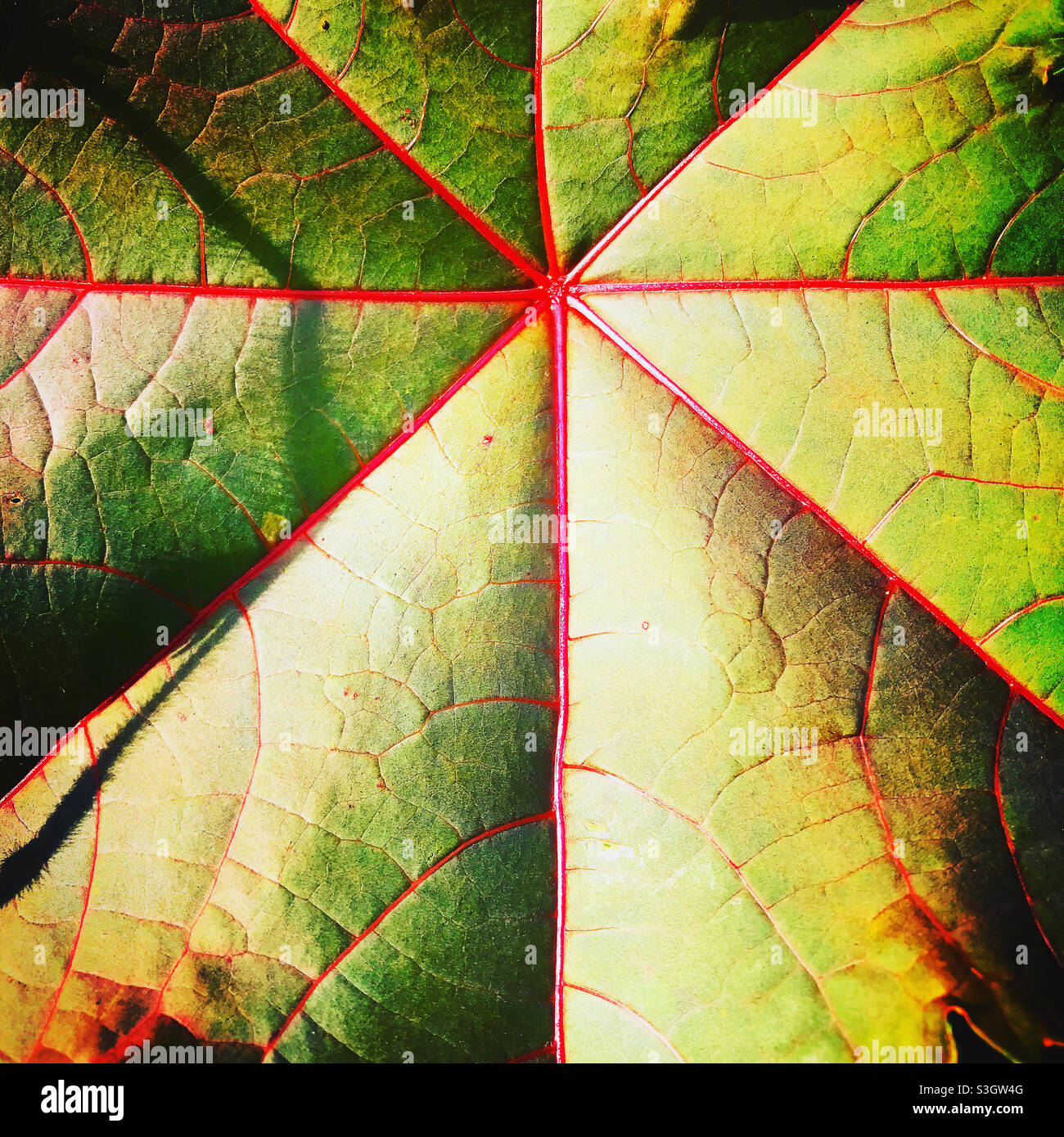 A green and red leaf in a forest in Mexico Stock Photo - Alamy