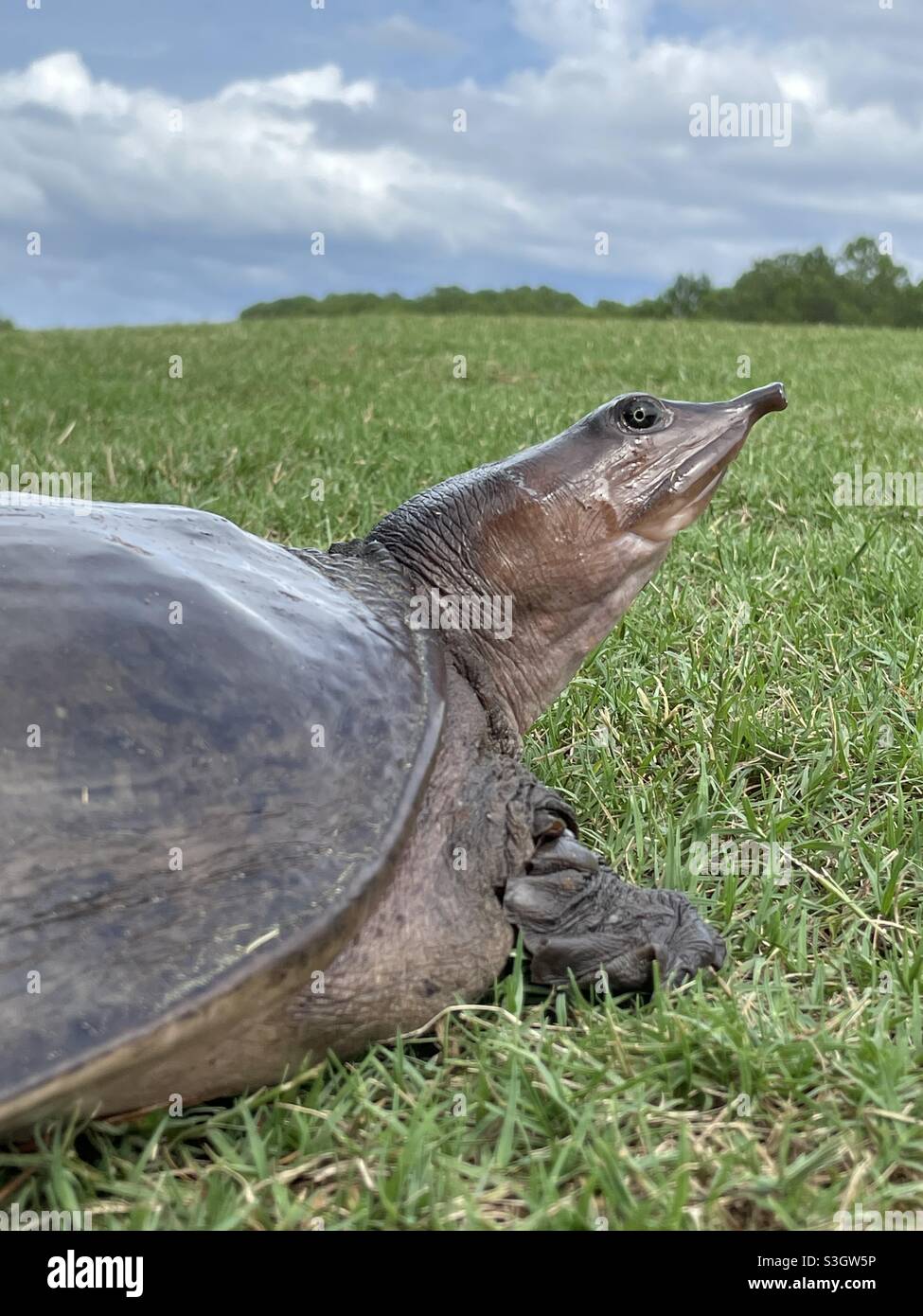 Soft face hi-res stock photography and images - Alamy