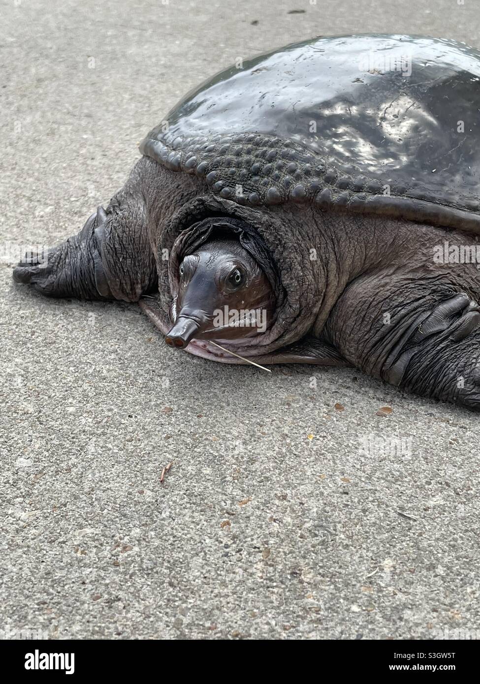 Large soft shell turtle Stock Photo - Alamy