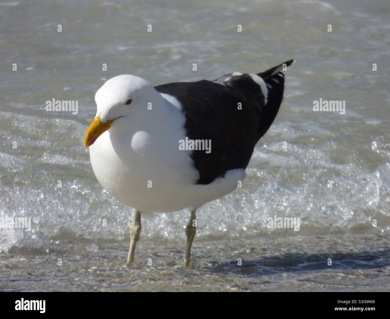 Gull at waters edge hi-res stock photography and images - Alamy