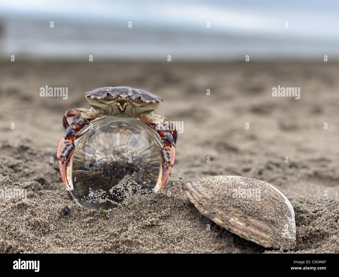 Crystal ball on shell hi-res stock photography and images - Alamy