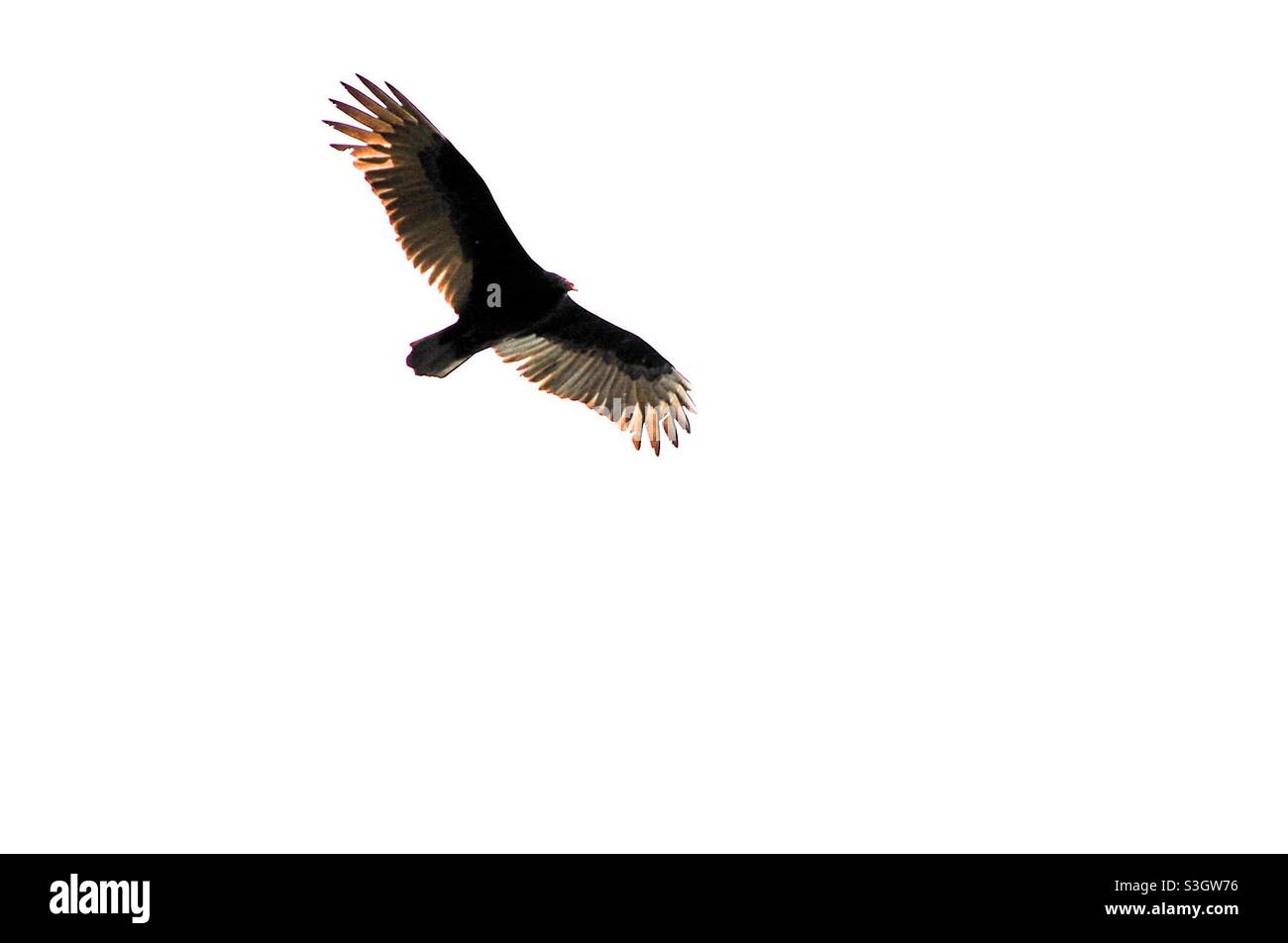 Soaring hawk hi-res stock photography and images - Alamy