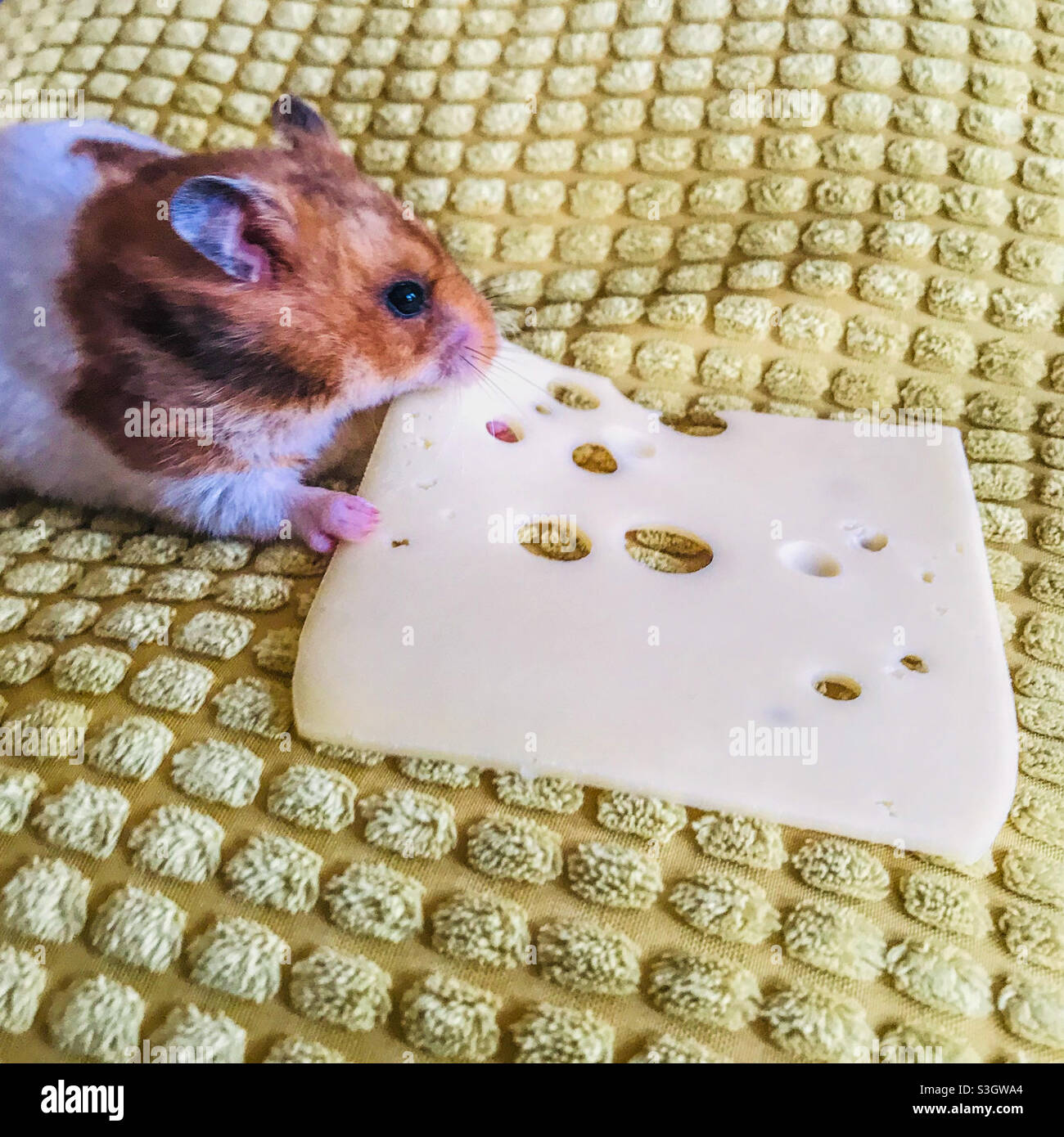 Hamster eating a slice of cheese Stock Photo - Alamy