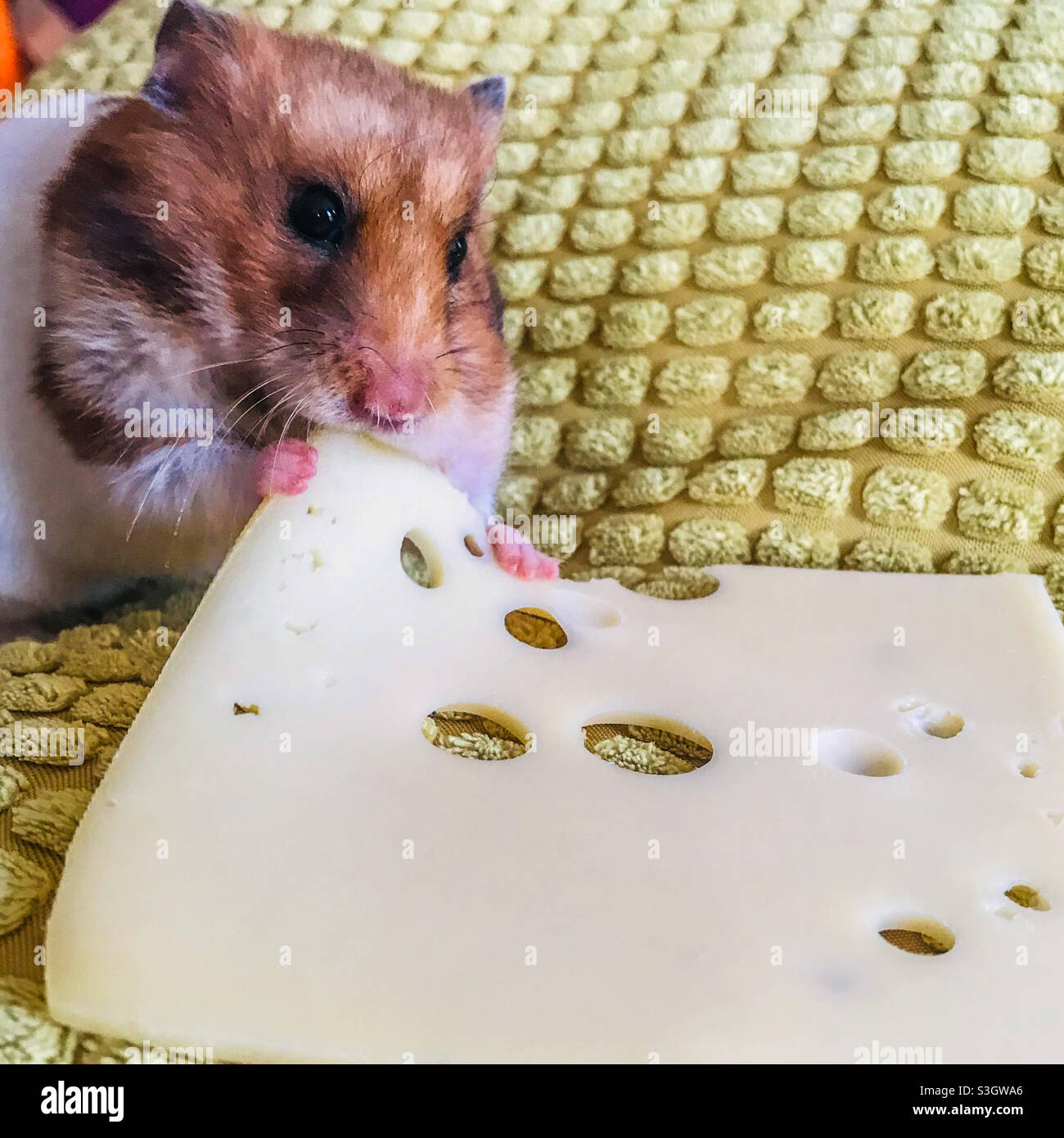 Eating hamster hi-res stock photography and images - Alamy