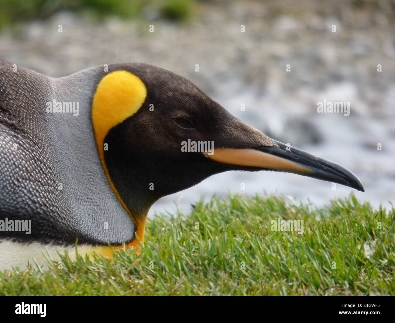 Soaking up some sun hi-res stock photography and images - Alamy Soaking up some sun hi-res stock photography and images - Alamy
