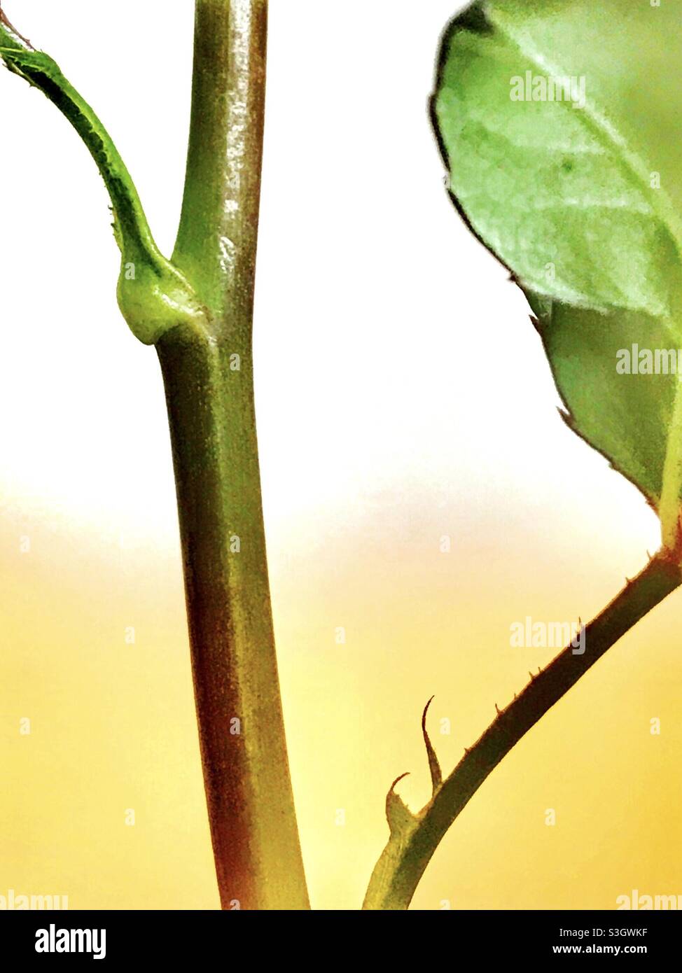 The force that through the green fuse drives the flower. Dylan Thomas ...