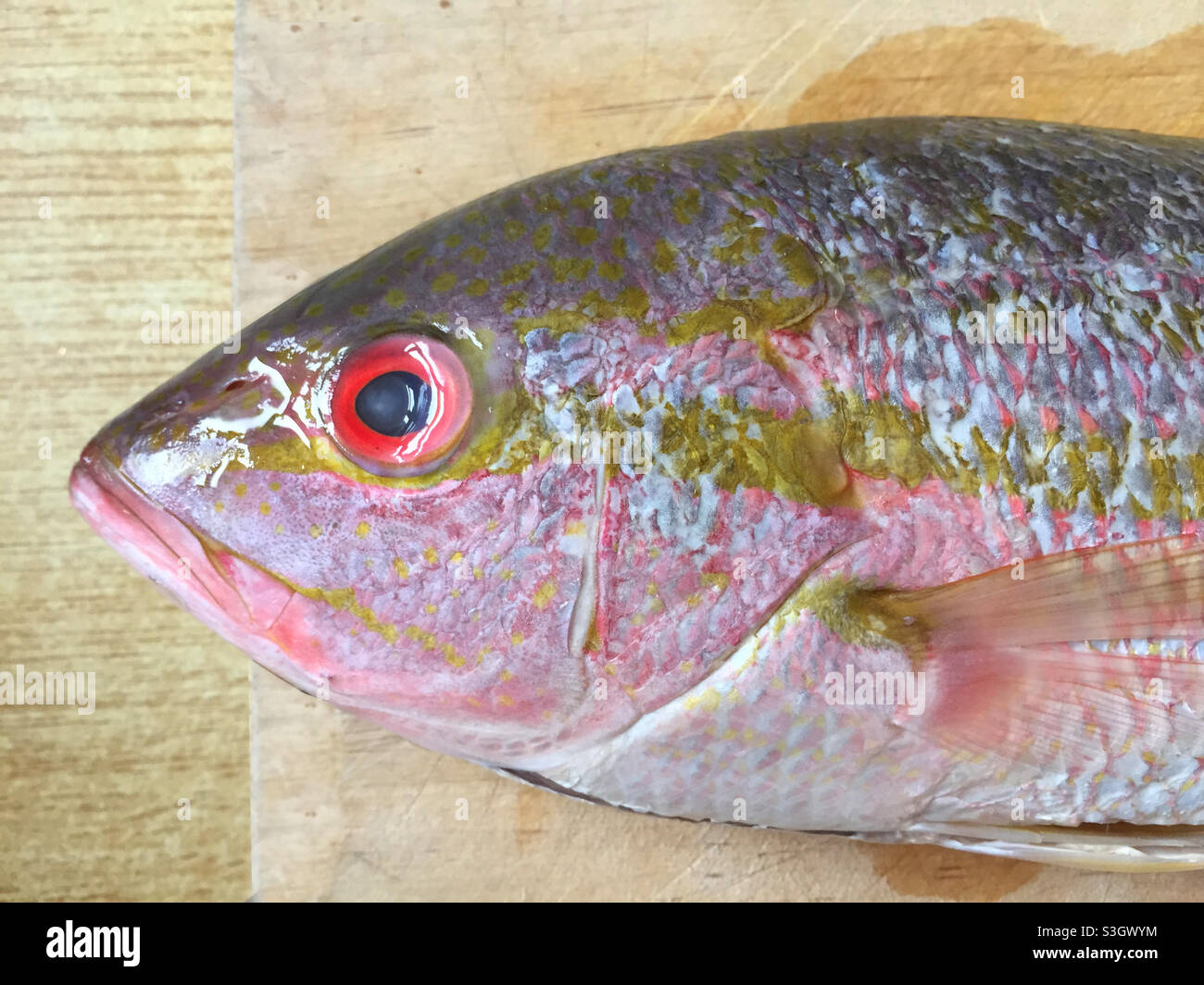 Yellowtail snapper hi-res stock photography and images - Alamy