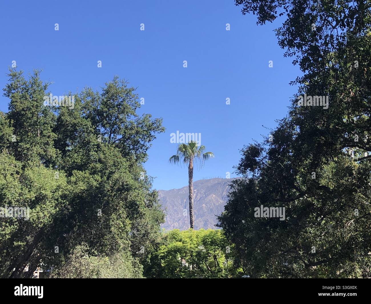 Palm tree in the distance Stock Photo - Alamy