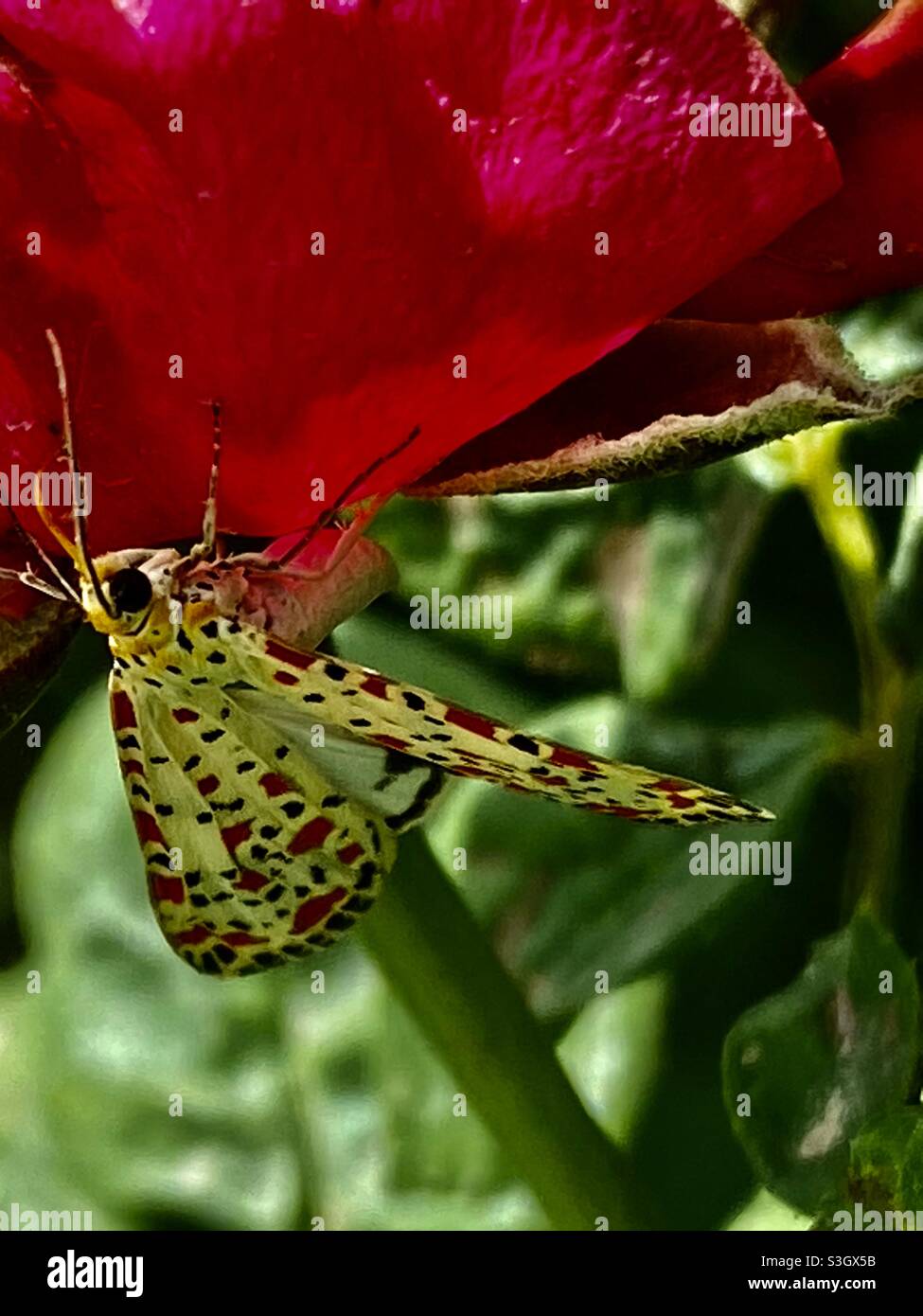 Butterfly zoomed in hi-res stock photography and images - Alamy