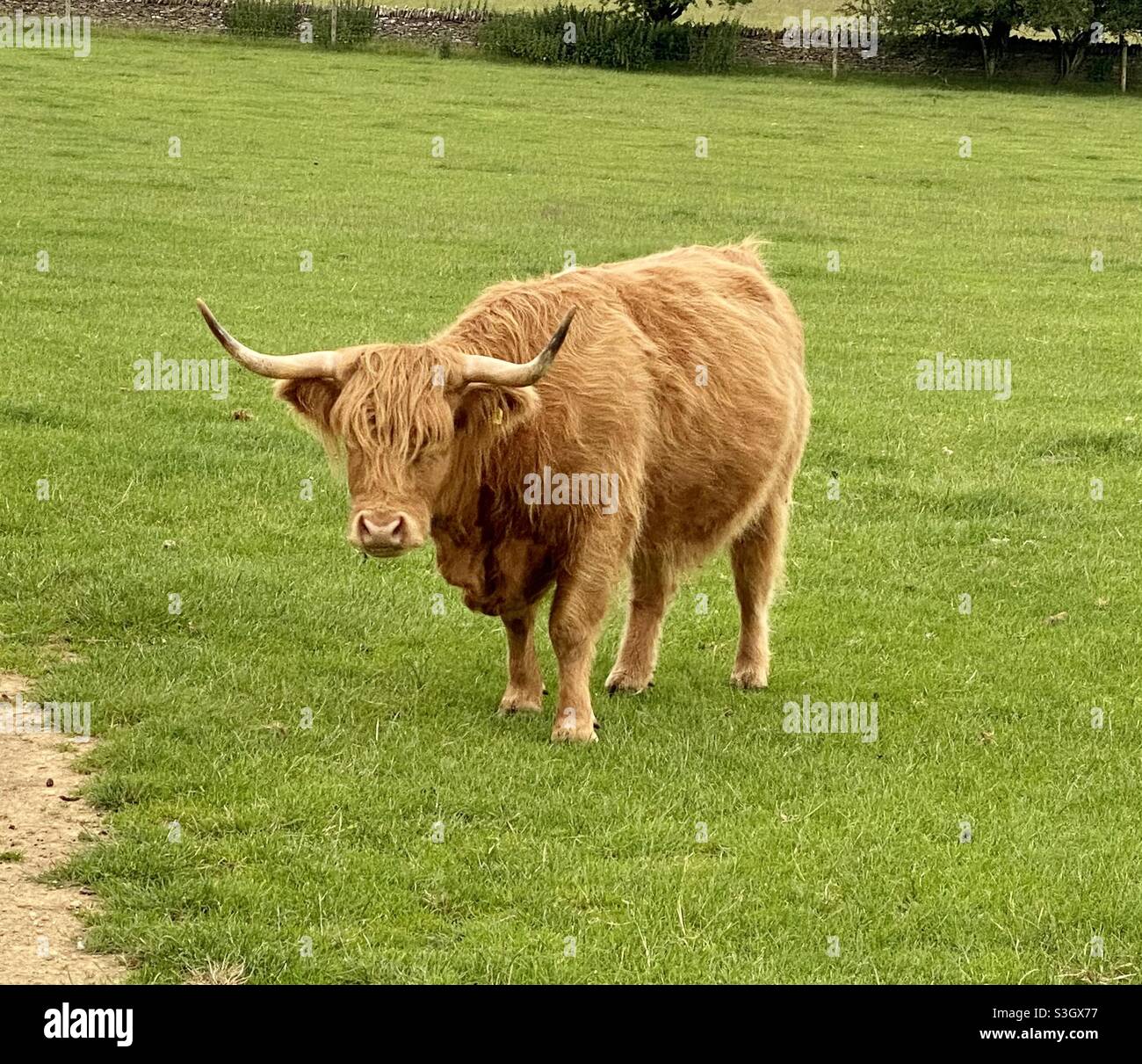 Highland cow at Cotswold farm park Stock Photo - Alamy