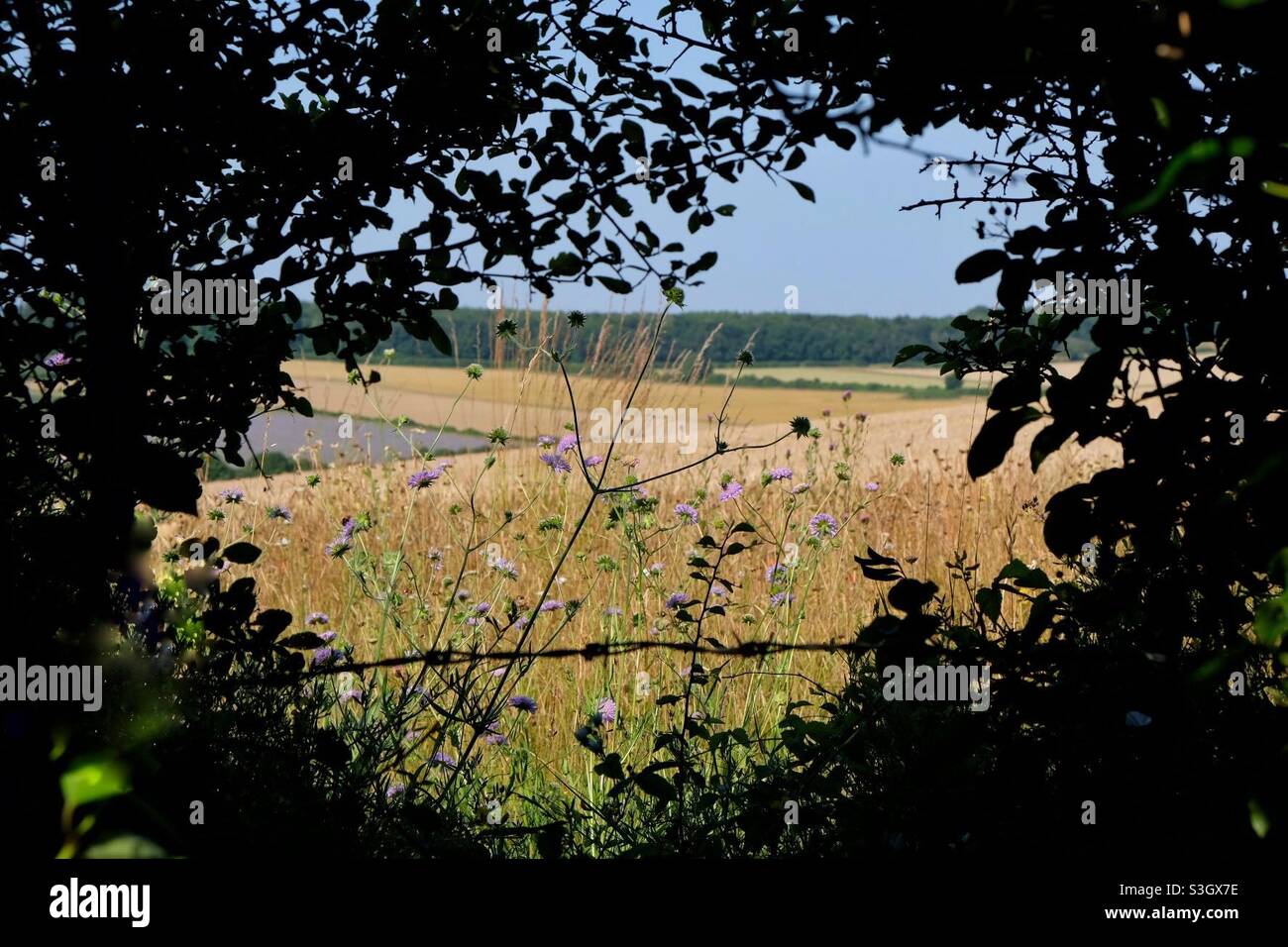 Glimpsed view of fields of crops seen through a gap in a hedge in ...