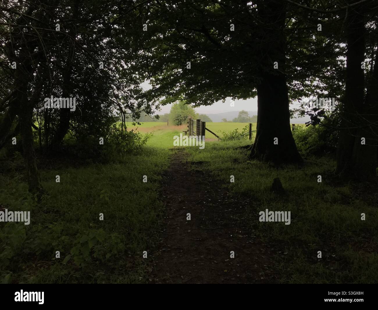 Moody woodland hi-res stock photography and images - Alamy