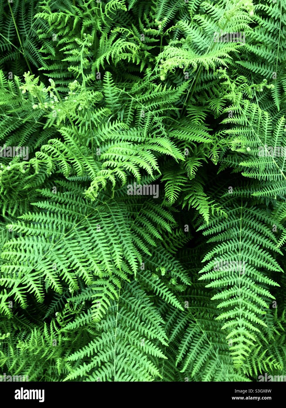 Bracken fern plant hi-res stock photography and images - Alamy