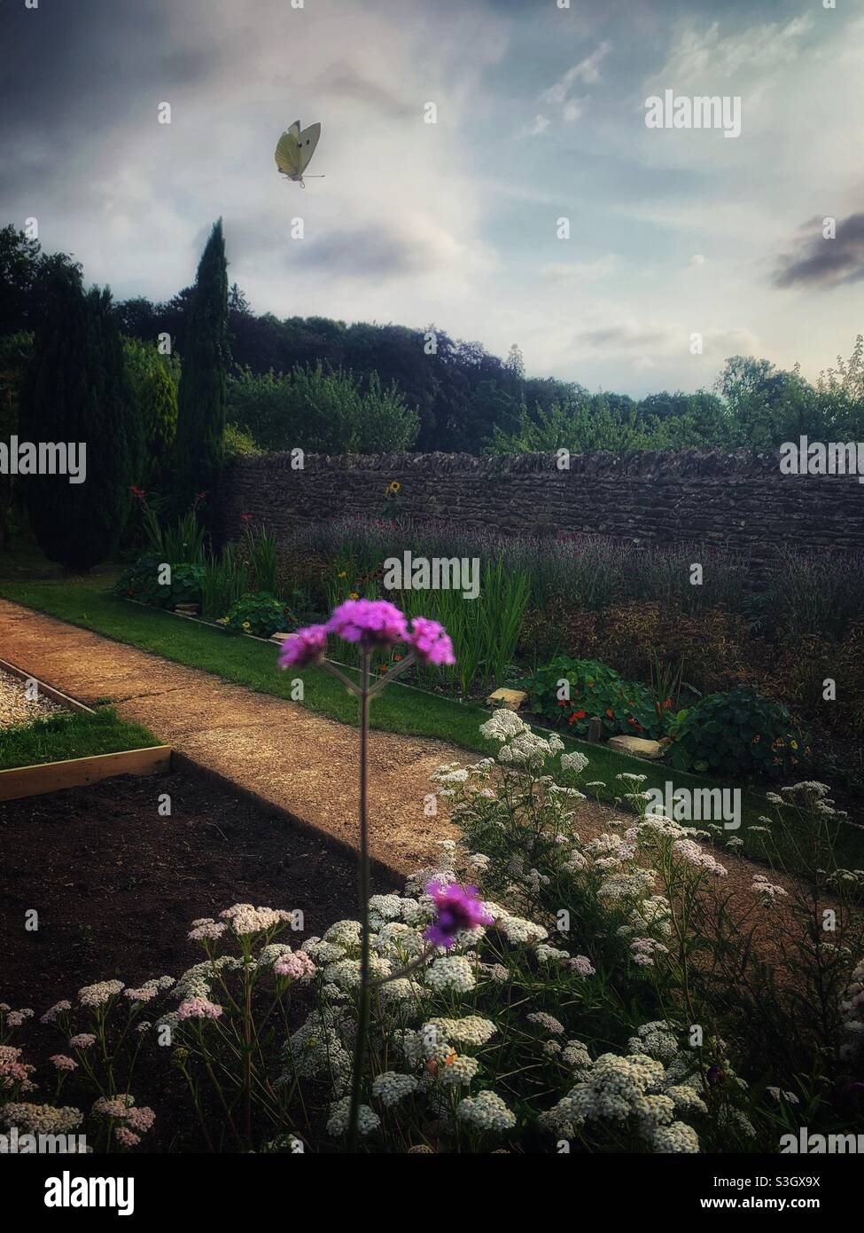 Cabbage white butterfly flying hi-res stock photography and images - Alamy