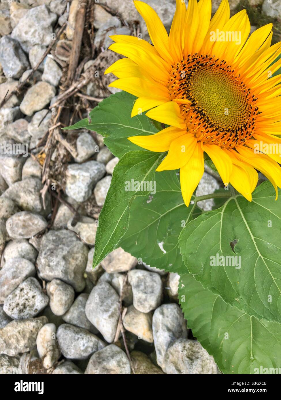 A single sunflower growing among the rocks Stock Photo - Alamy