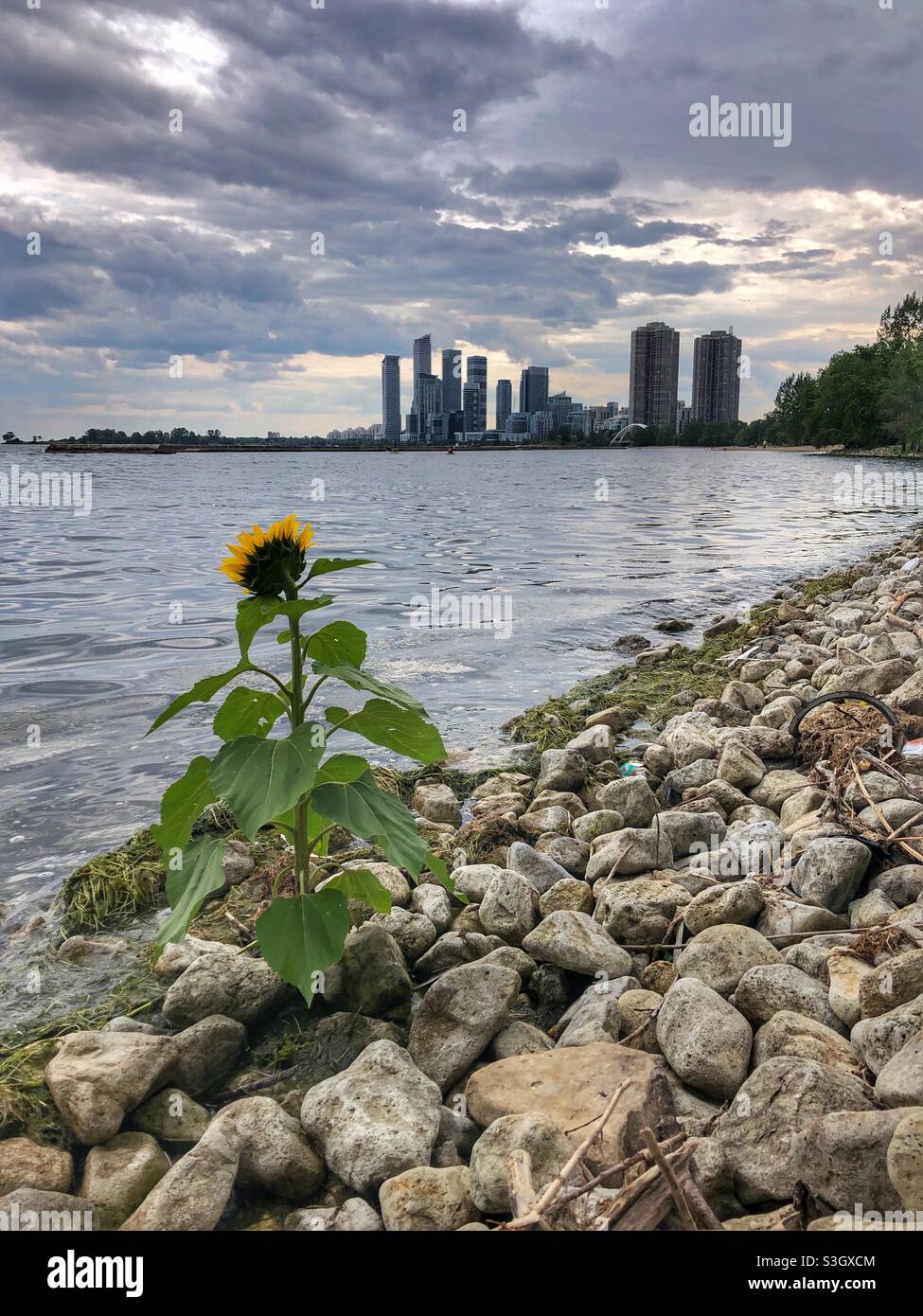 A single sunflower growing among the rocks along the shoreline of Lake ...