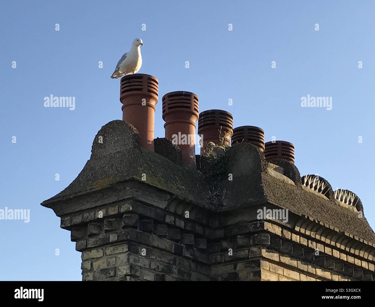 Protecting seagulls hi-res stock photography and images - Alamy