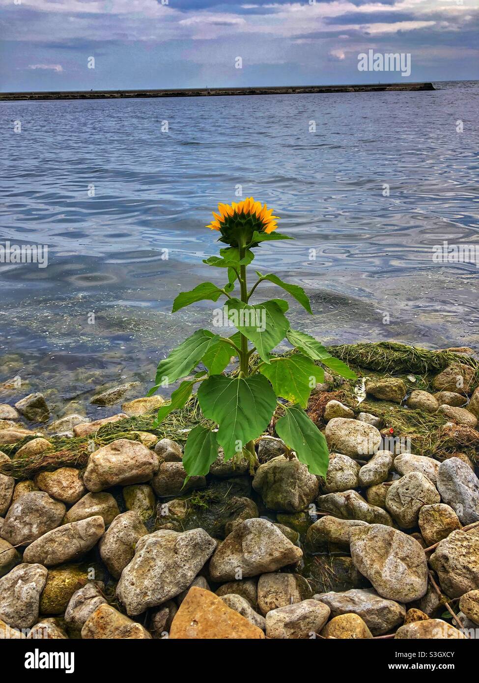 A single sunflower growing among the rocks along the shoreline of Lake ...