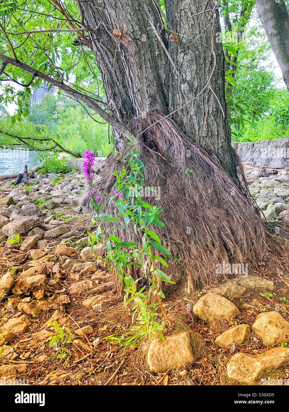 Rocky shoreline on Lake Ontario in Toronto, Canada Stock Photo - Alamy