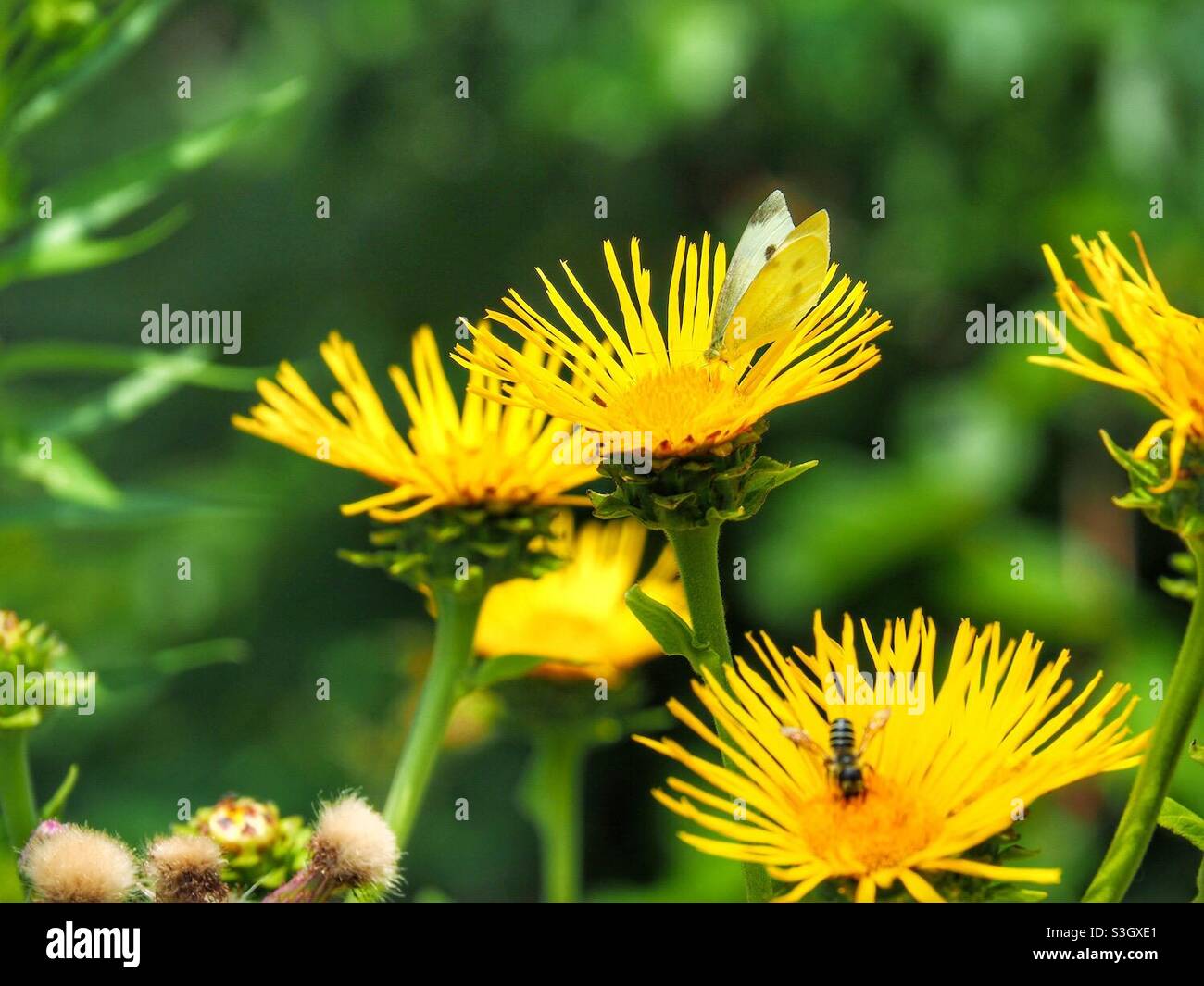 A butterfly and a bee pollinating yellow flowers Stock Photo - Alamy