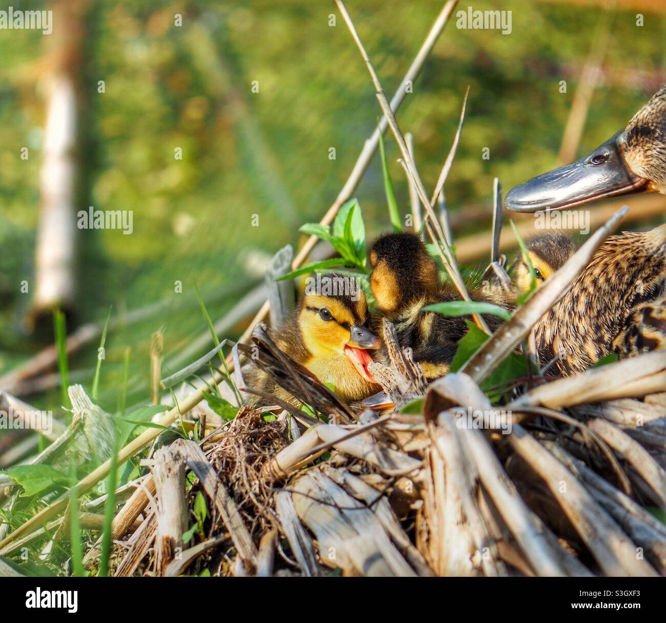 Mother duck and ducklings in their nest Stock Photo - Alamy