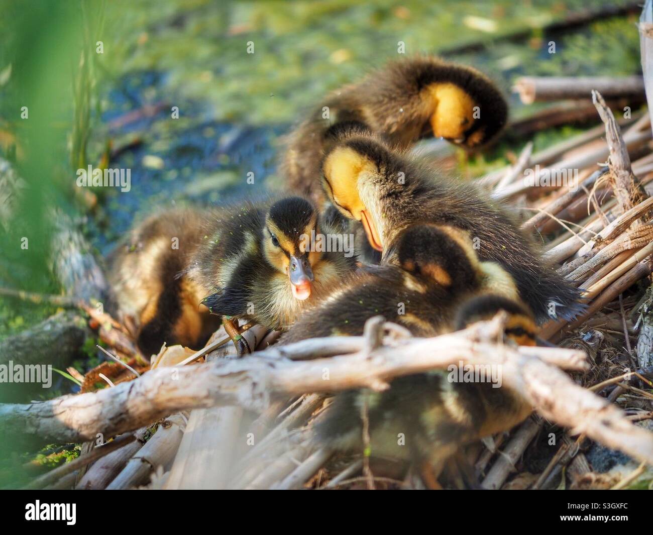 A nest filled with cute ducklings Stock Photo - Alamy