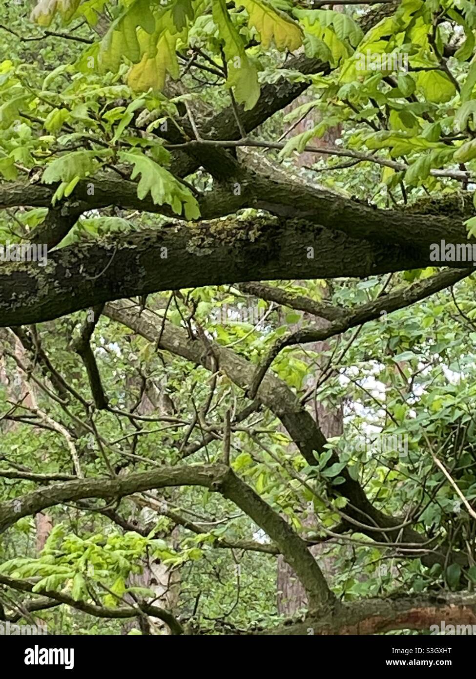 Boughs tree hi-res stock photography and images - Alamy