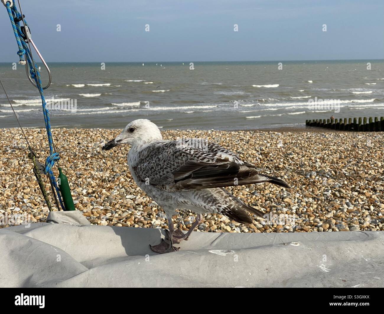 Juvenile seagull hi-res stock photography and images - Alamy