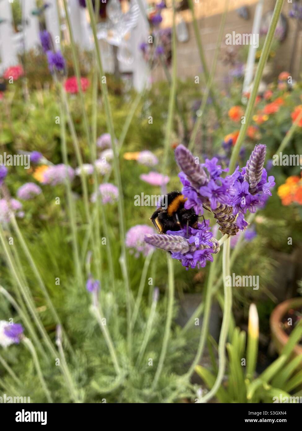 Bumble Bee Plants High Resolution Stock Photography and Images - Alamy