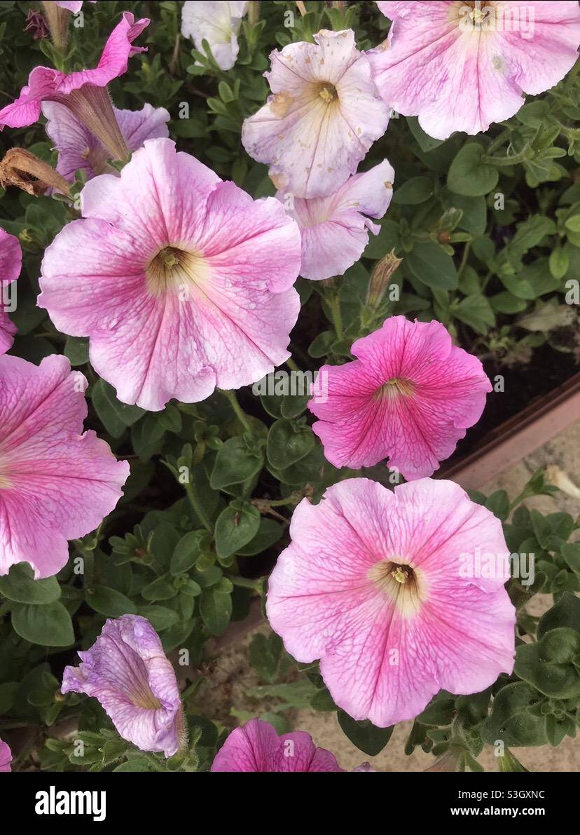 Potted pansies hi-res stock photography and images - Alamy