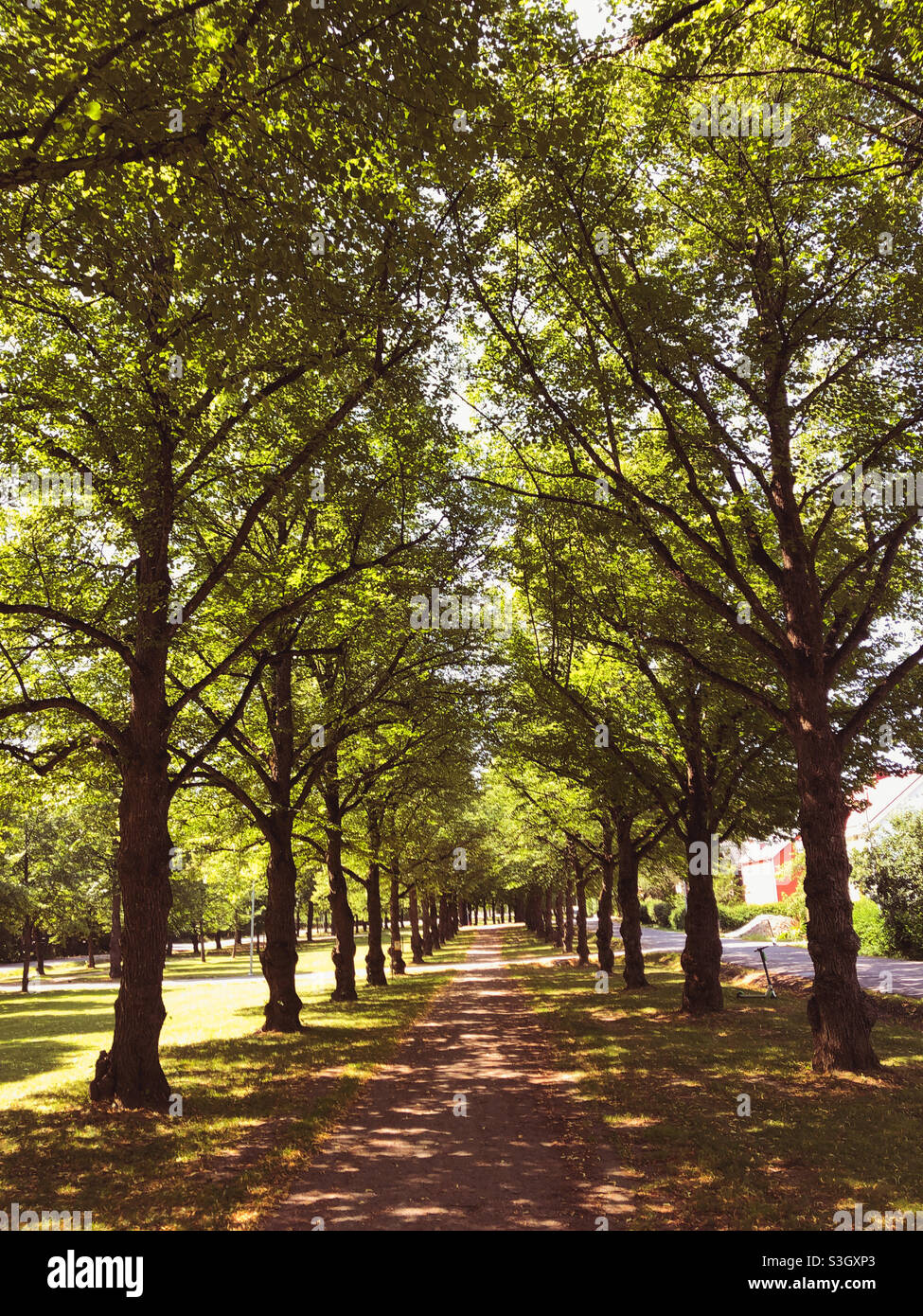 Pathway between trees park hi-res stock photography and images - Alamy