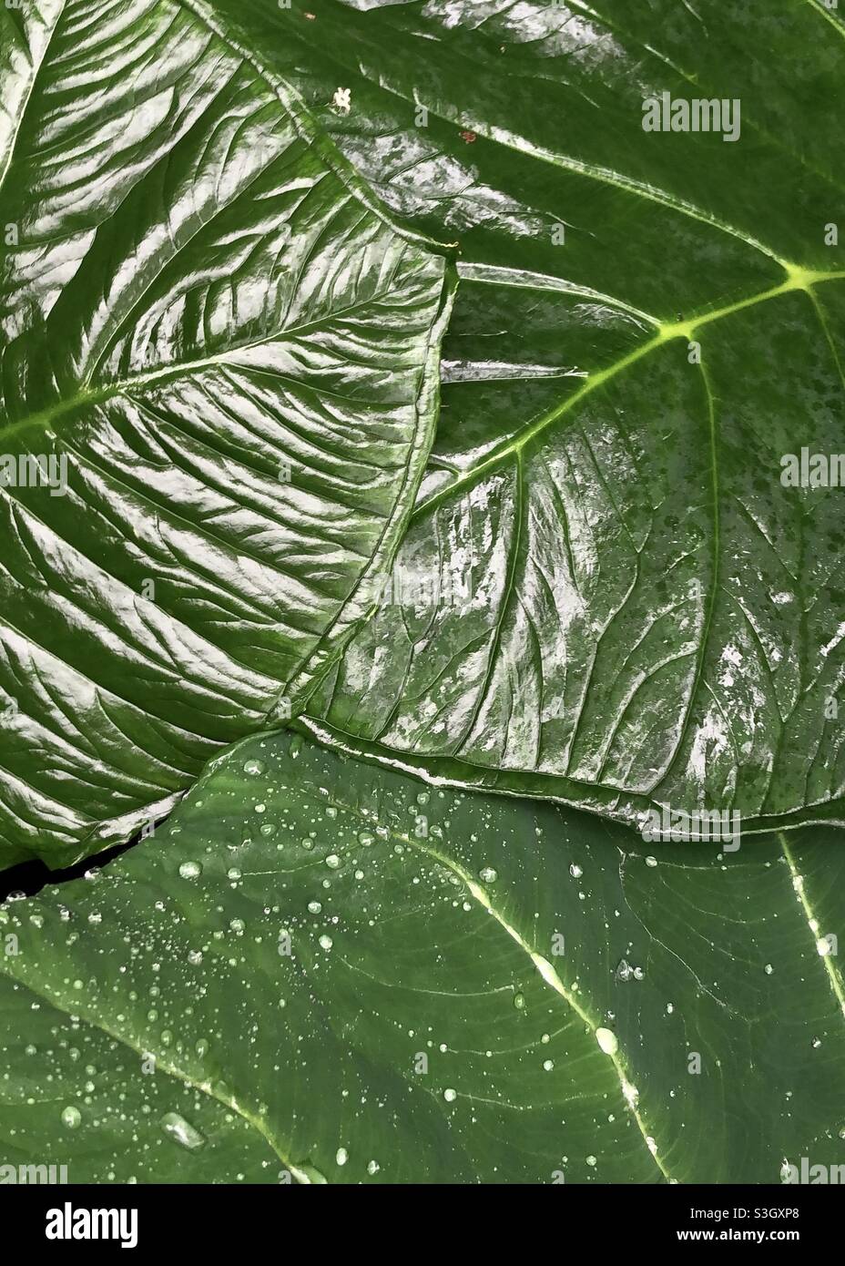 Green nature trees hi-res stock photography and images - Alamy