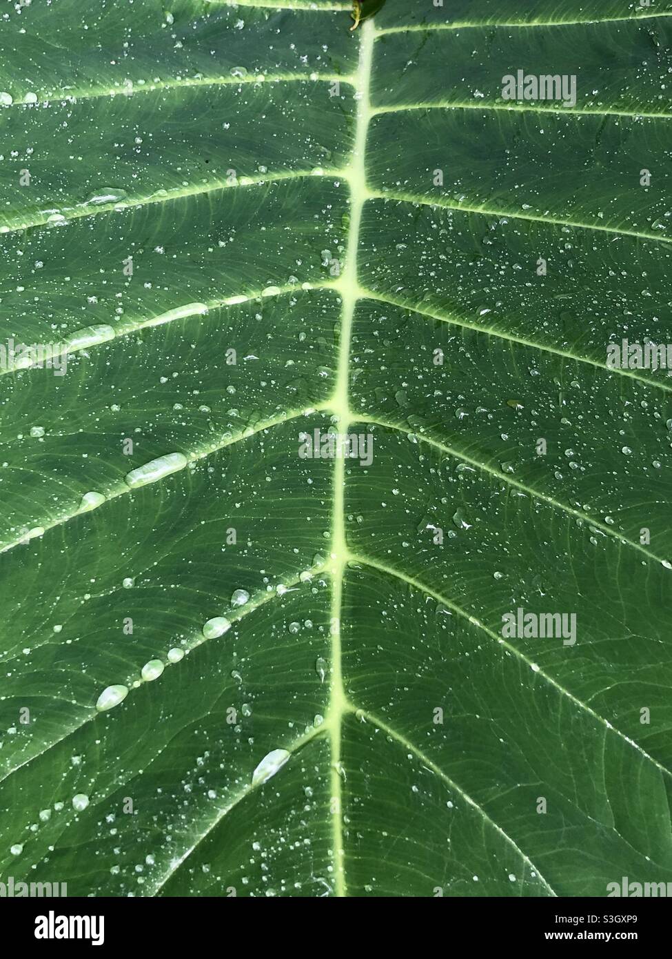 Leaf ripples hi-res stock photography and images - Alamy