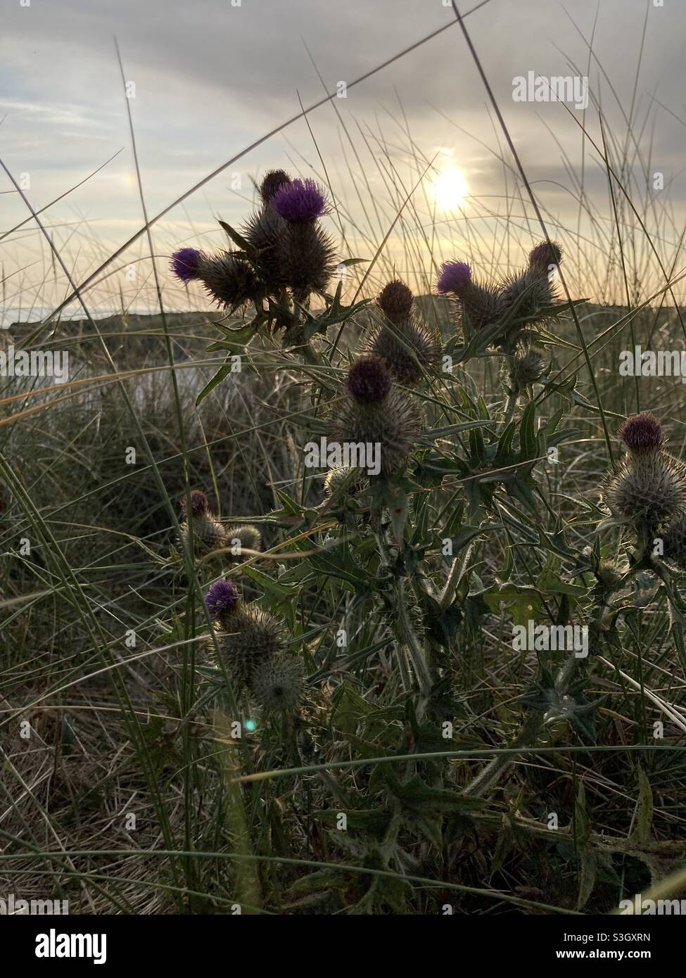 Scottish thistles hi-res stock photography and images - Alamy