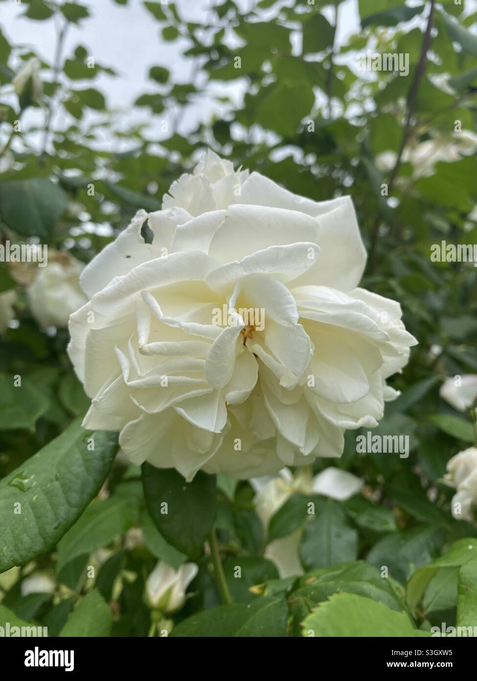 White cream rose Stock Photo - Alamy