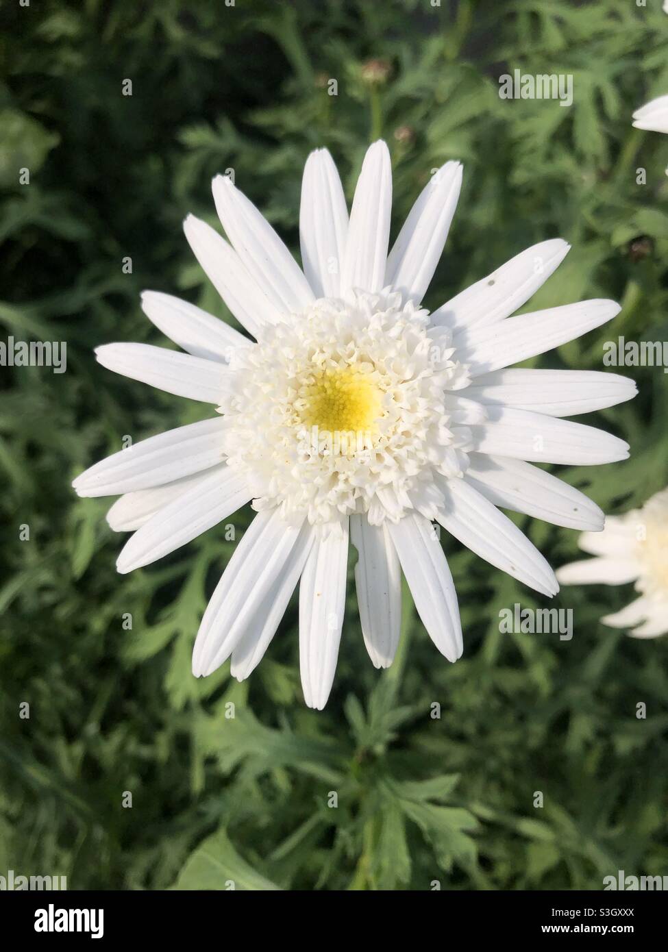 Pretty white daisy hi-res stock photography and images - Alamy