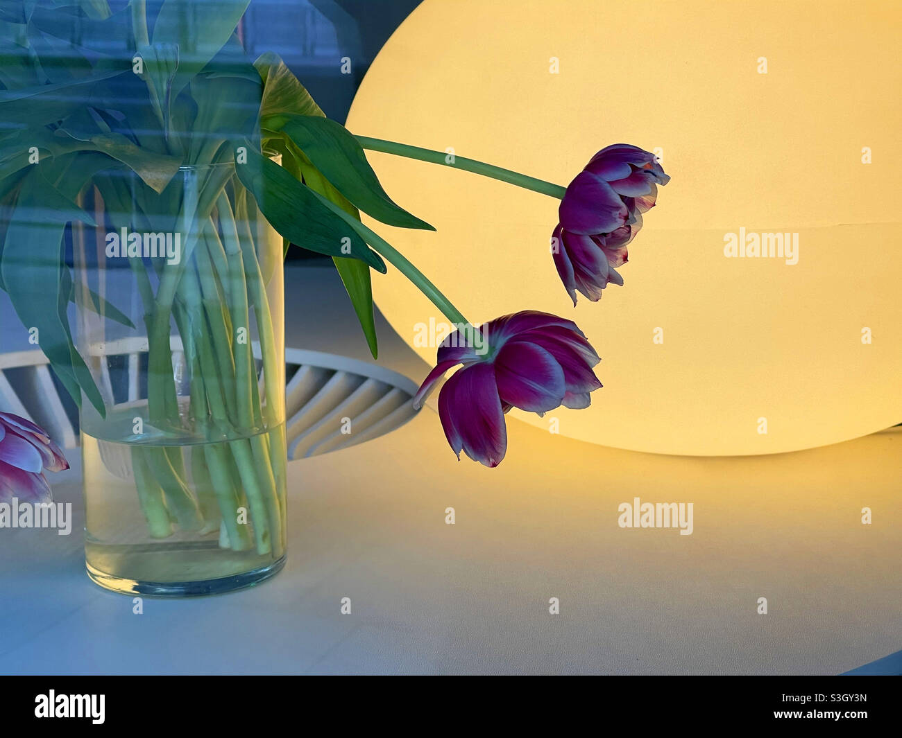 Two flowers in a vase Stock Photo - Alamy