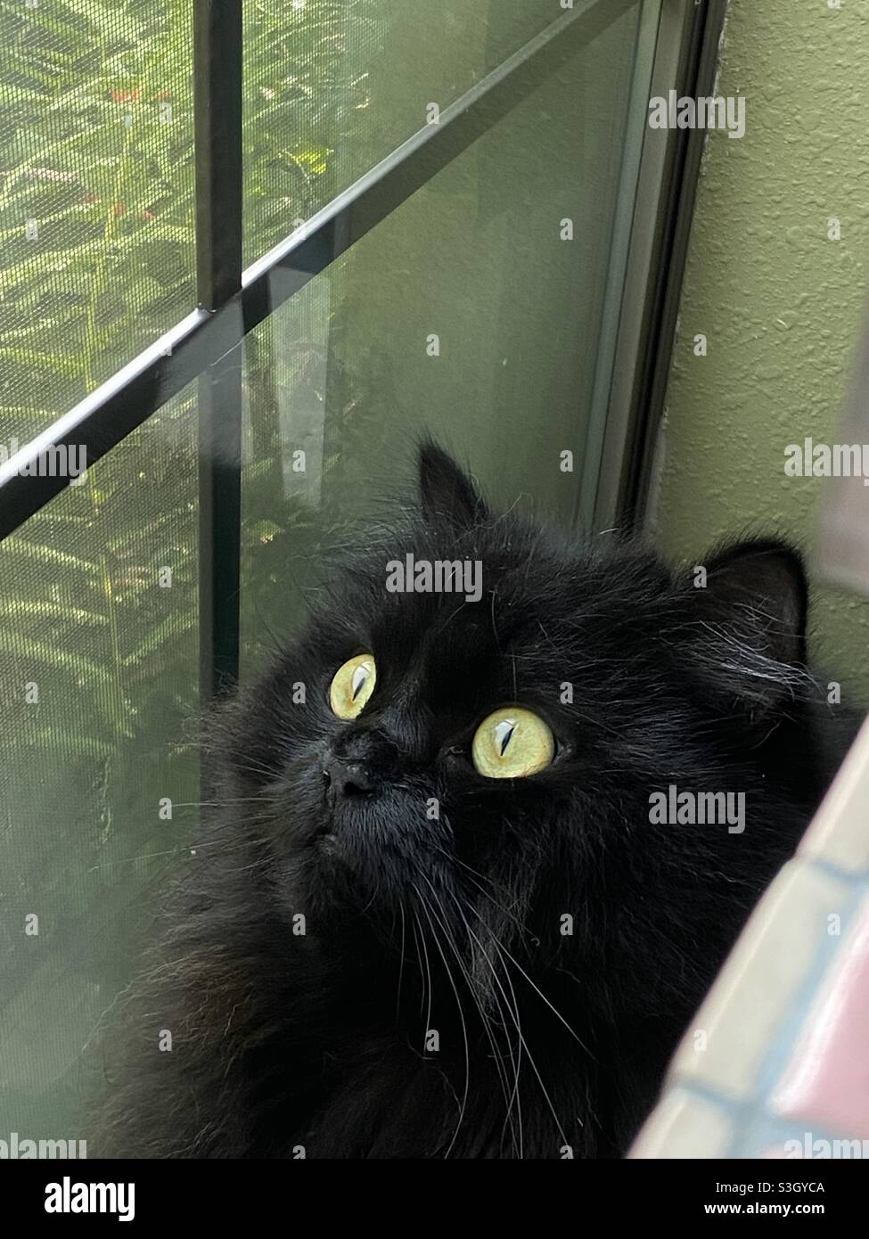 Intrigued cat hi-res stock photography and images - Alamy