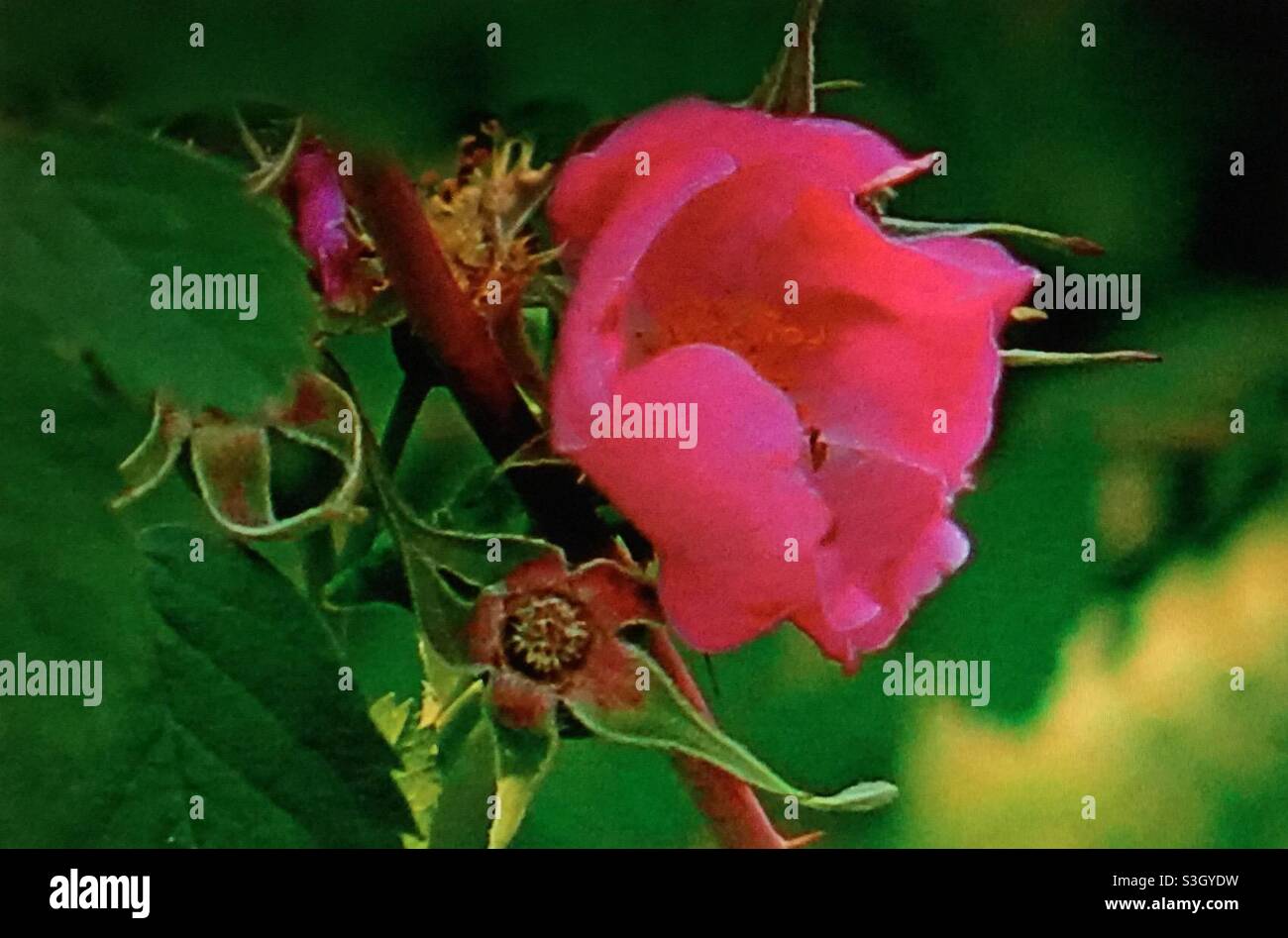 Prickly rose rosa acicularis hi-res stock photography and images - Alamy