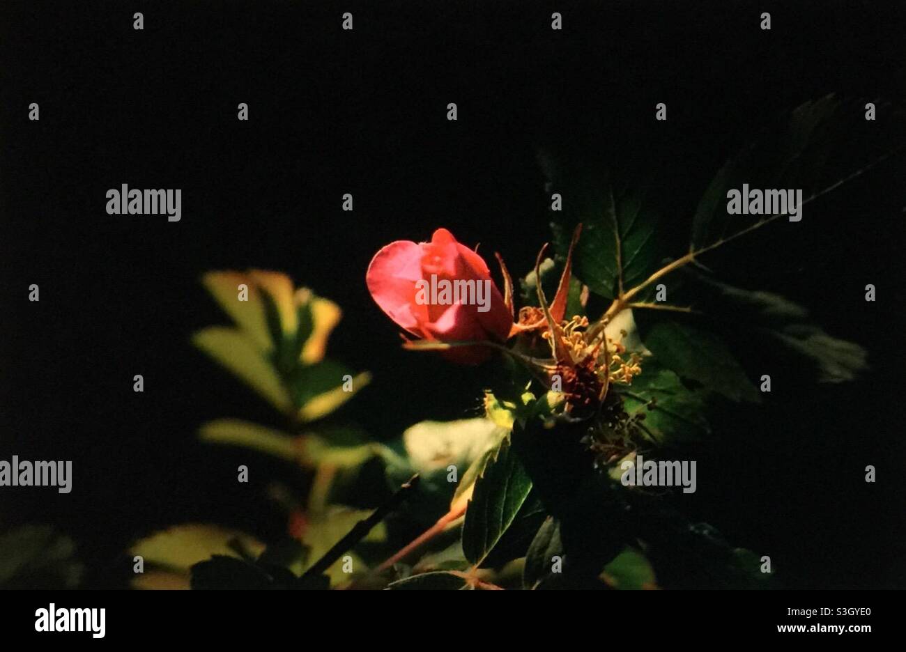 Prickly wild rose hi-res stock photography and images - Alamy