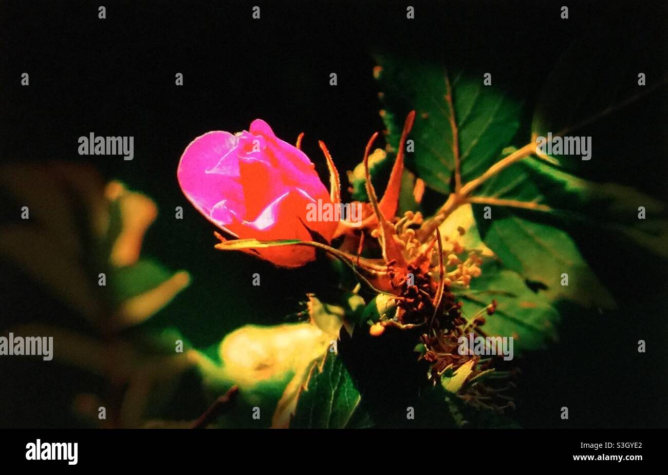 Wild rose, Rosa acicularis, prickly, flower, pink Stock Photo - Alamy