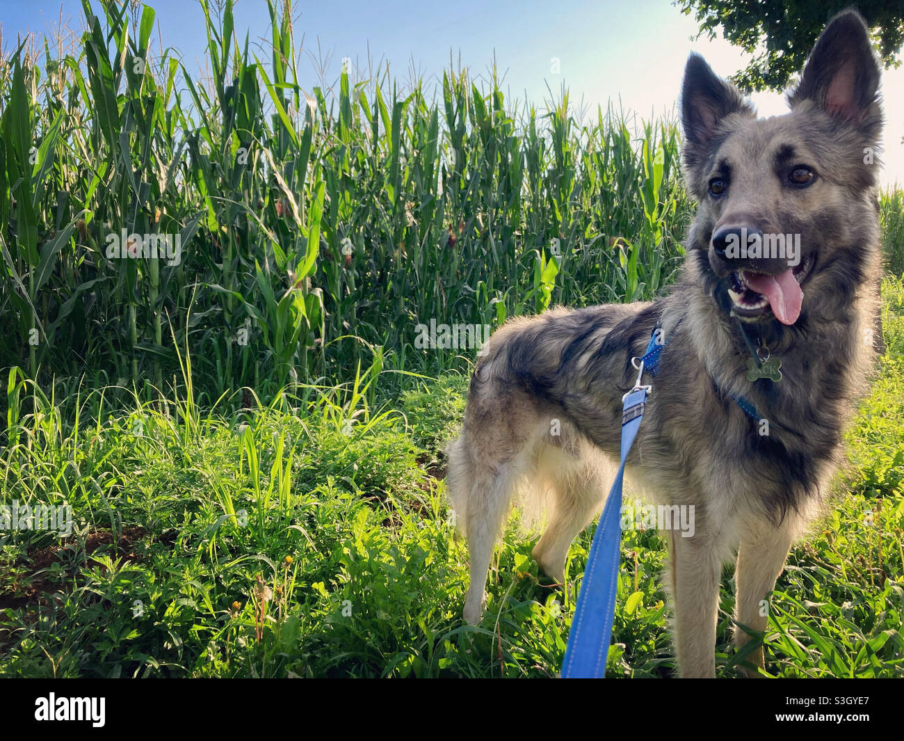 Puppy in countryside hi-res stock photography and images - Alamy