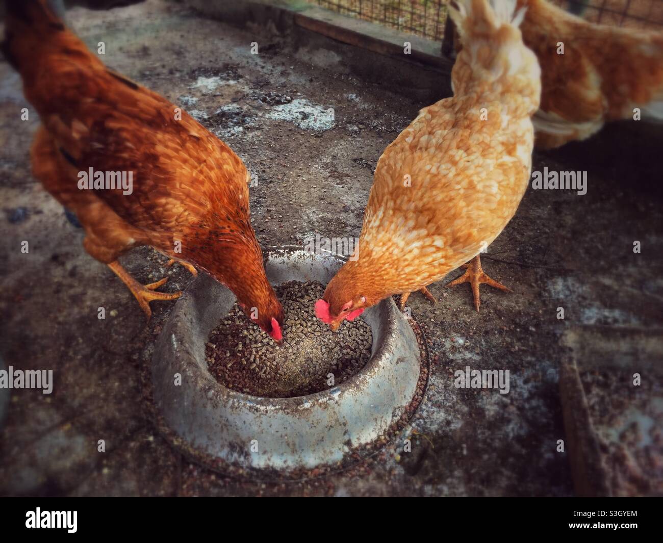 Two chickens hi-res stock photography and images - Alamy