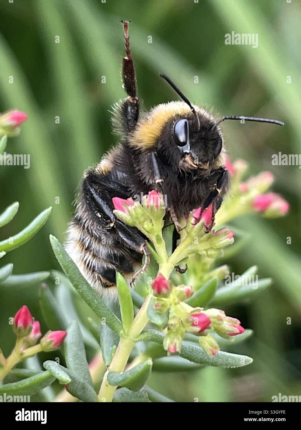 Hello bee hi-res stock photography and images - Alamy